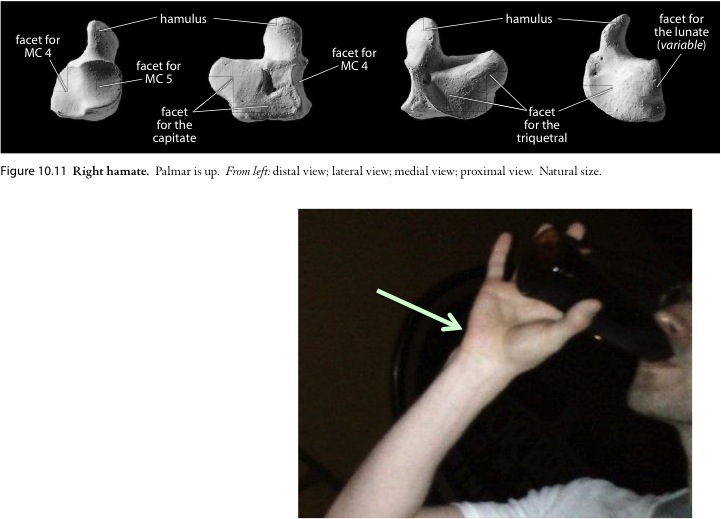 Australopithecus afarensis | Lawnchair Anthropology