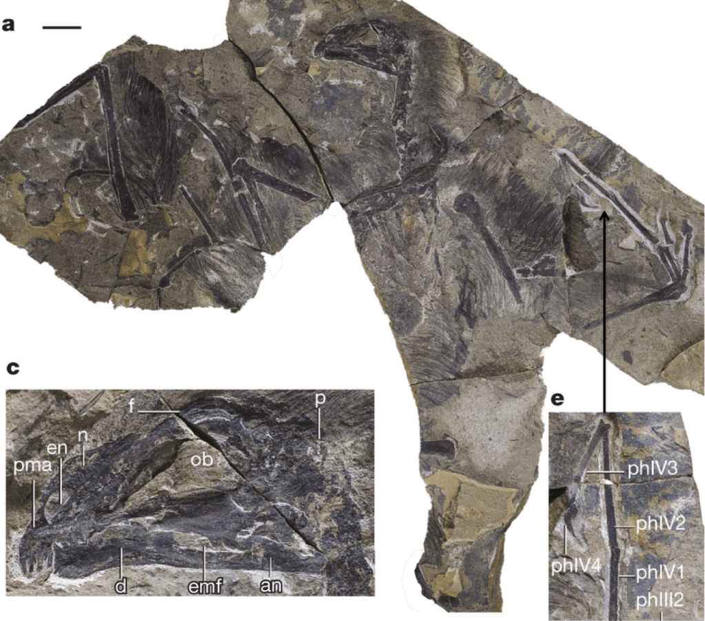 Yi qi: Another fossil from The Dark Crystal | Lawnchair Anthropology