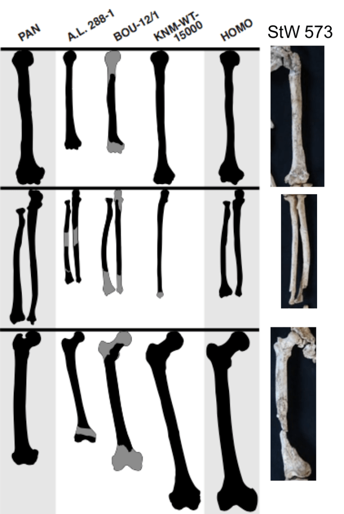 The most complete Australopithecus skeleton | Lawnchair Anthropology