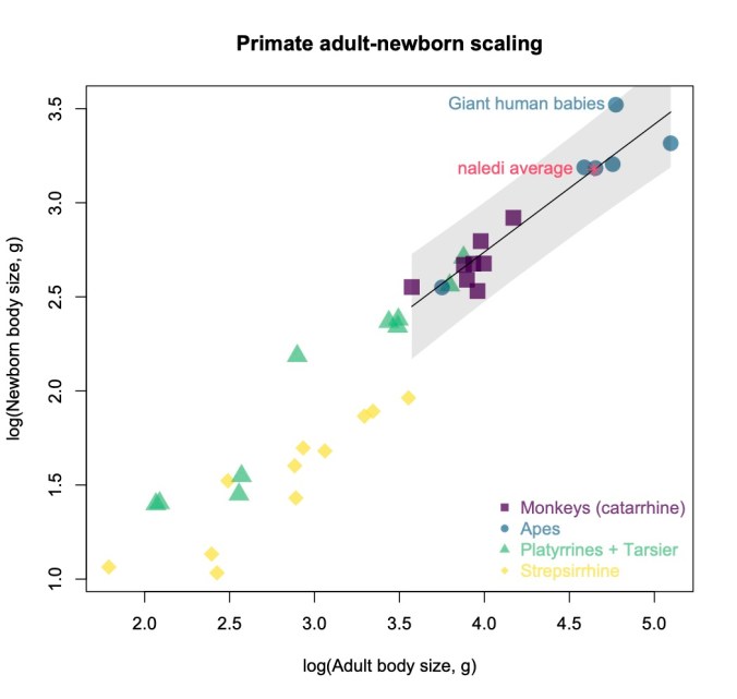 Lawnchair Anthropology | Biological anthropology, paleontology ...